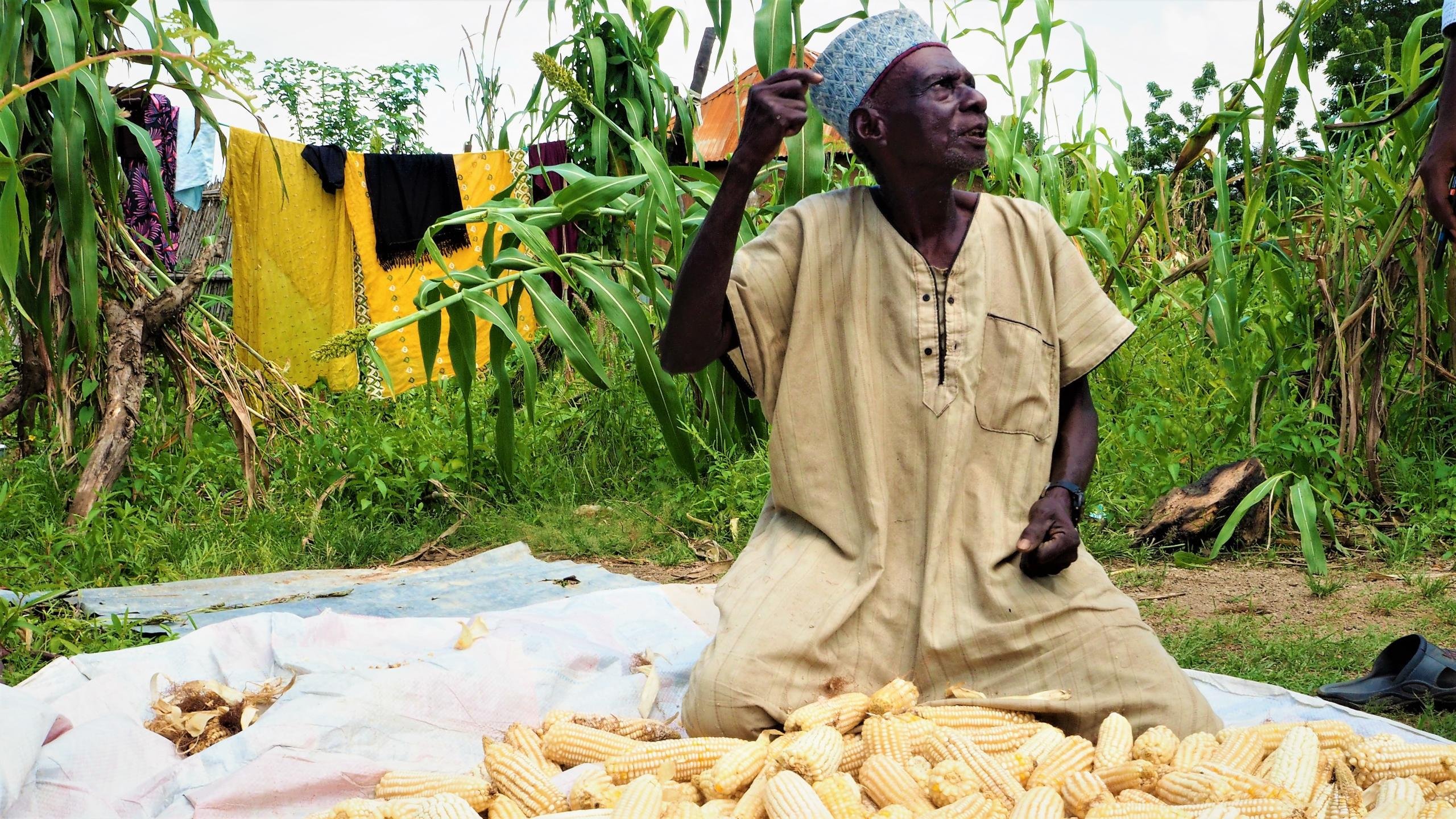 Bountiful harvest for displaced farmers in Nigeria | NRC